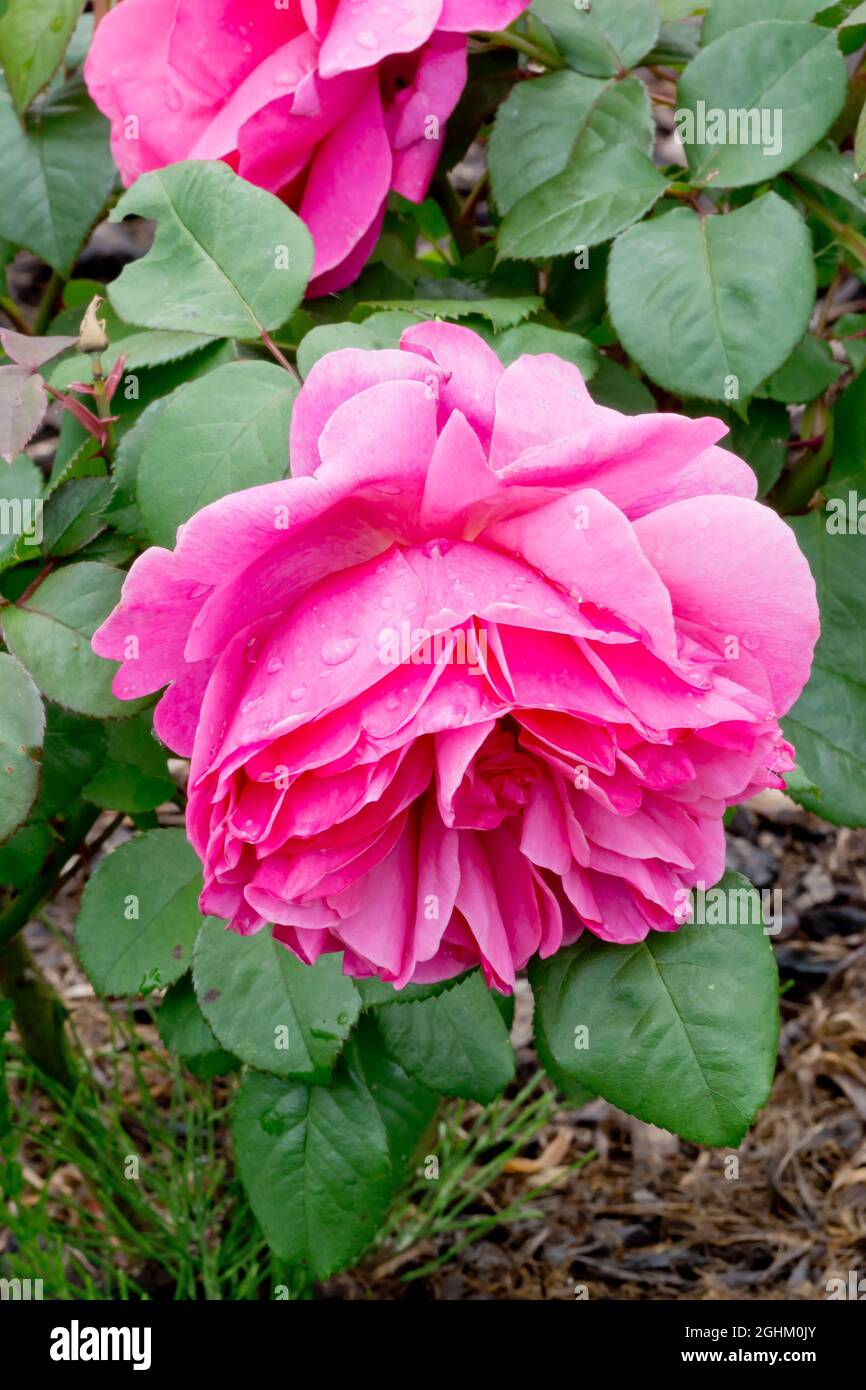 Rose tree 'Line Renaud' in bloom in a garden Stock Photo - Alamy