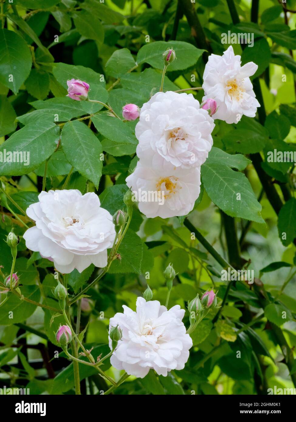 Rose tree 'Blush Noisette' in bloom in a garden Stock Photo - Alamy