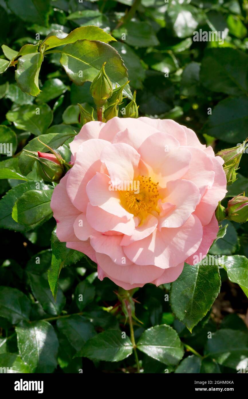 Rose tree 'Domaine de Courson' in bloom in a garden Stock Photo - Alamy