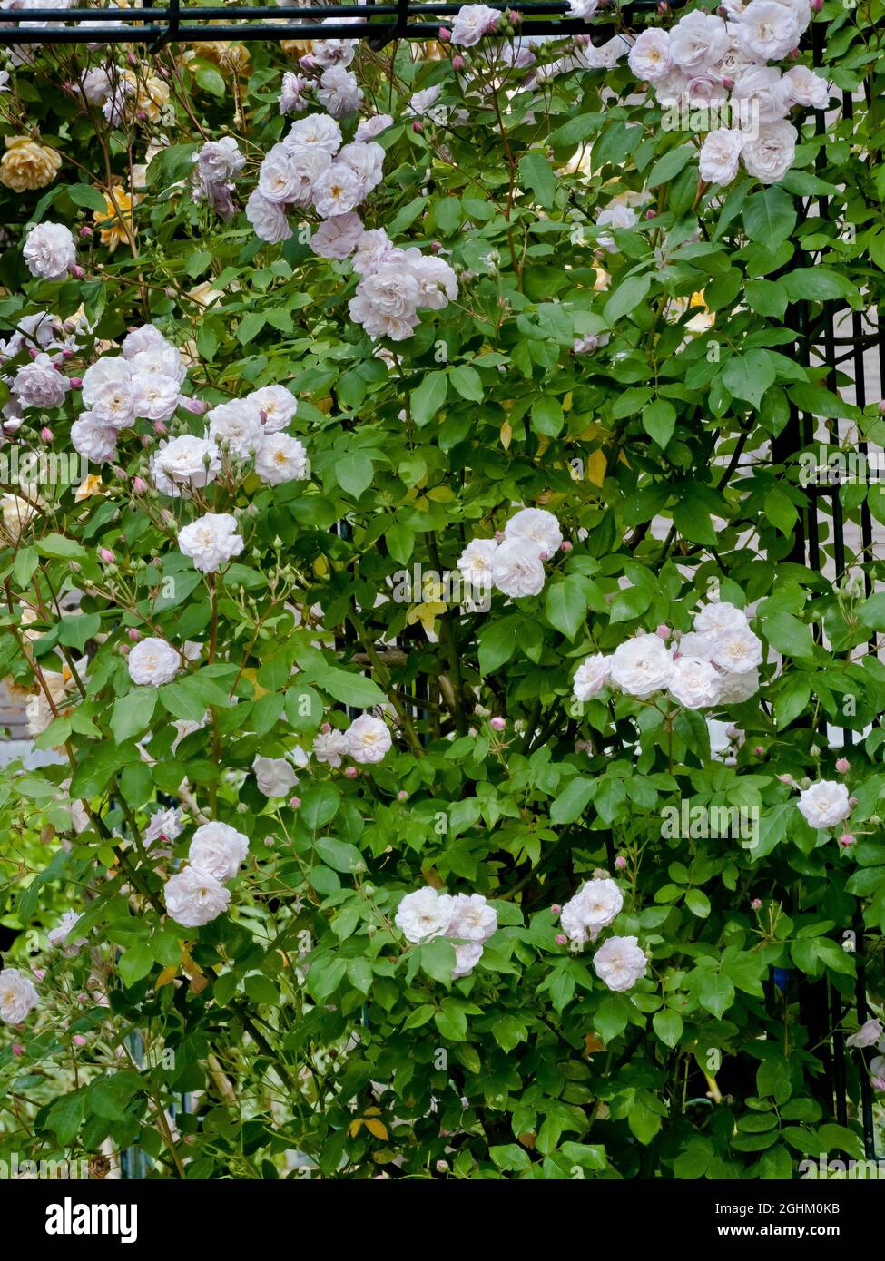 Rose tree 'Blush Noisette' in bloom in a garden Stock Photo - Alamy