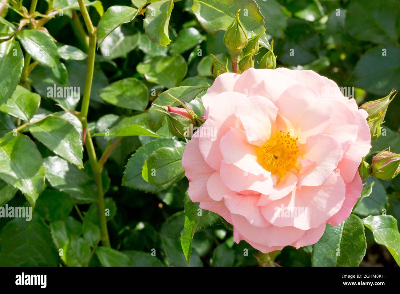 Rose tree 'Domaine de Courson' in bloom in a garden Stock Photo - Alamy