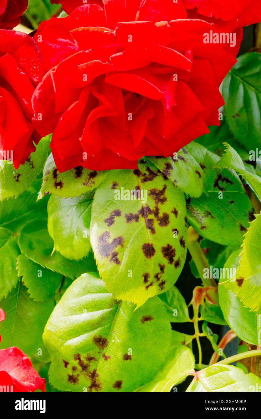 Marsonia, Maladie des rosiers, Rosa 'Ruth Leuwerick' Obtenteur : De ...