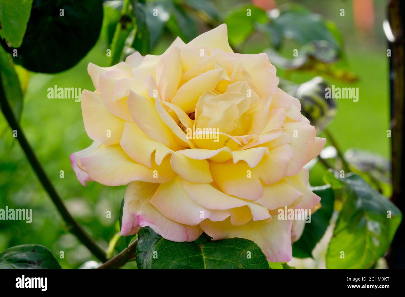 Rose tree 'Peace' in bloom in a garden Stock Photo - Alamy