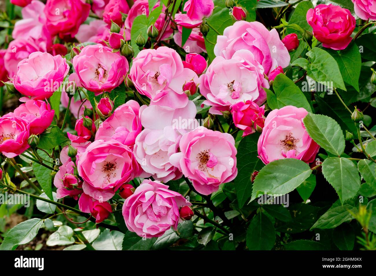 Rose tree 'Marjorie Fair' in bloom in a garden Stock Photo - Alamy