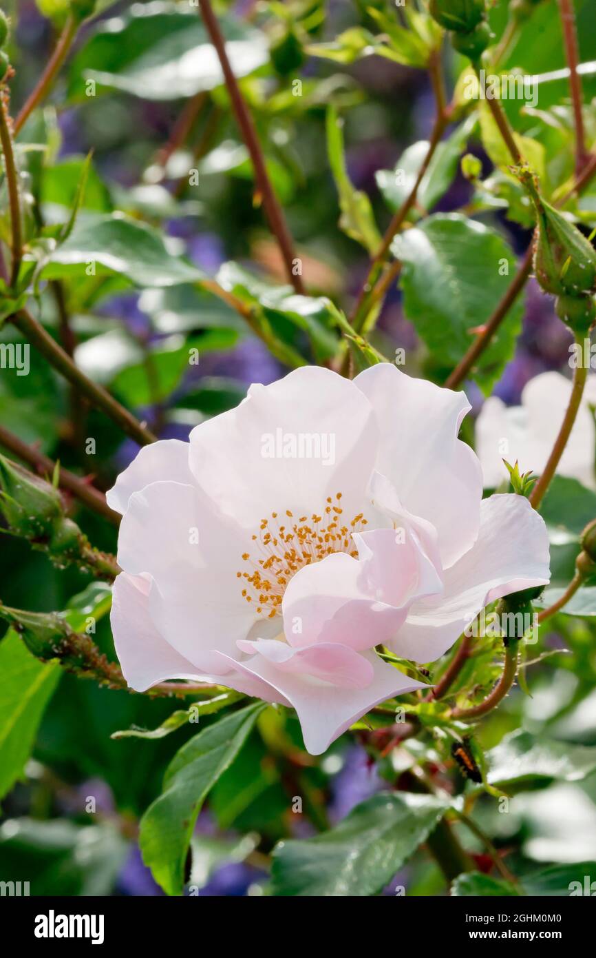 Rosa pierre rose hi-res stock photography and images - Alamy
