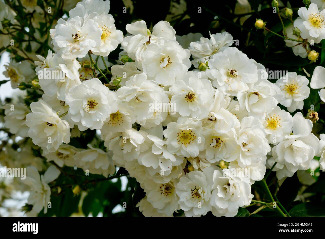 Rose tree 'Seagull' in bloom in a garden Stock Photo - Alamy