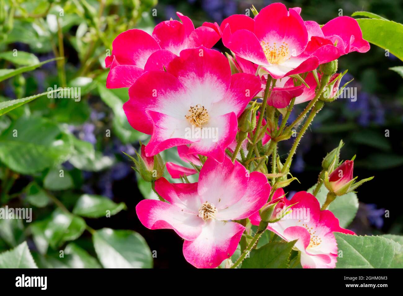 Rose tree 'Bukavu' in bloom in a garden Stock Photo - Alamy