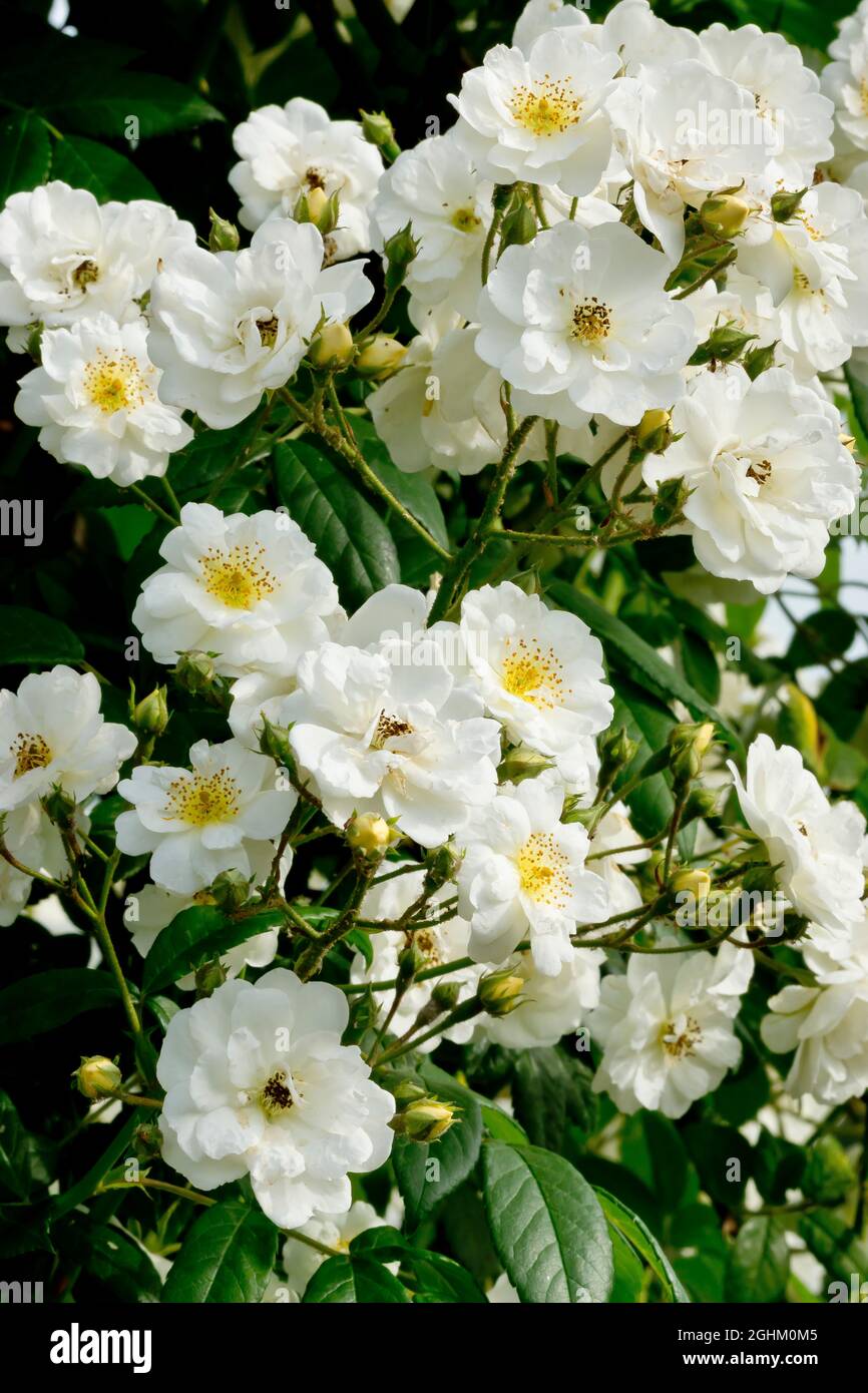 Rose tree 'Seagull' in bloom in a garden Stock Photo - Alamy