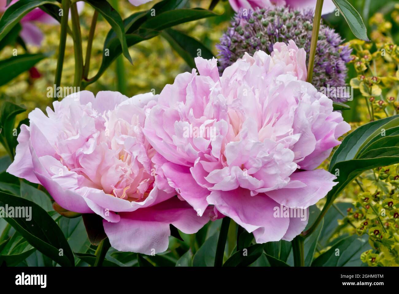Peony 'Opal Hamilton' in bloom in a garden Stock Photo - Alamy