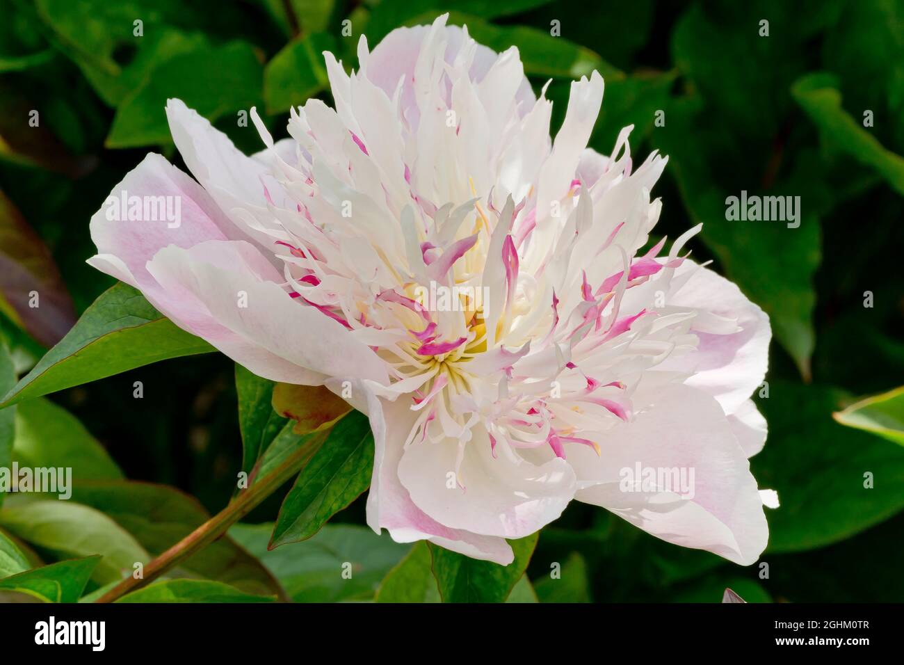 Peony 'Do Tell' in bloom in a garden Stock Photo - Alamy
