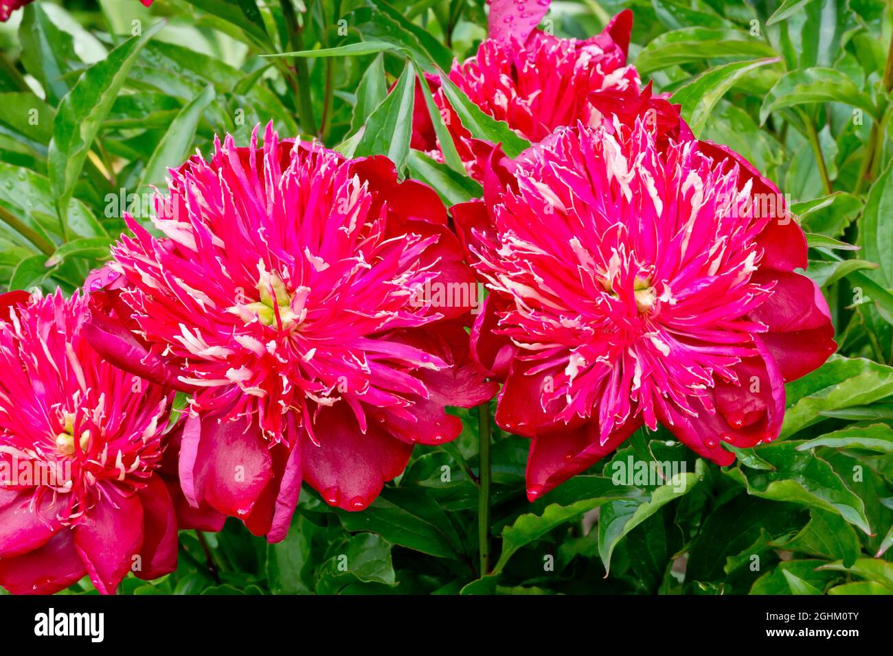 Peony 'Fuyajo' in bloom in a garden Stock Photo - Alamy