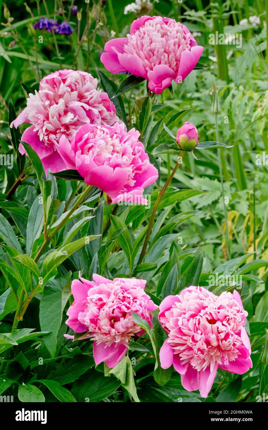 Peony 'Sarah Bernhardt' in bloom in a garden Stock Photo - Alamy