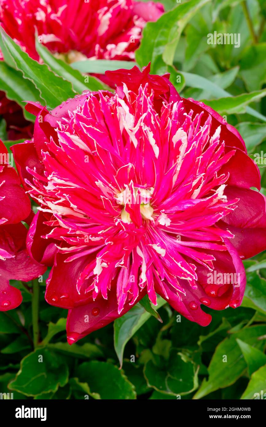 Peony 'Fuyajo' in bloom in a garden Stock Photo - Alamy