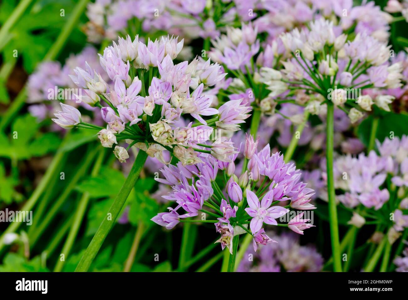 Unifolium High Resolution Stock Photography and Images - Alamy