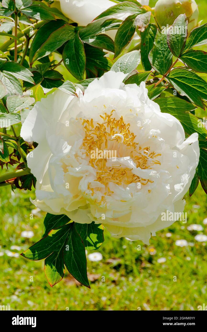 Peony 'Ice Storm' in bloom in a garden Stock Photo - Alamy
