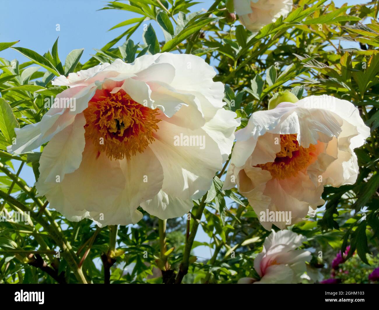 Peony 'Helene Martin' in bloom in a garden Stock Photo - Alamy