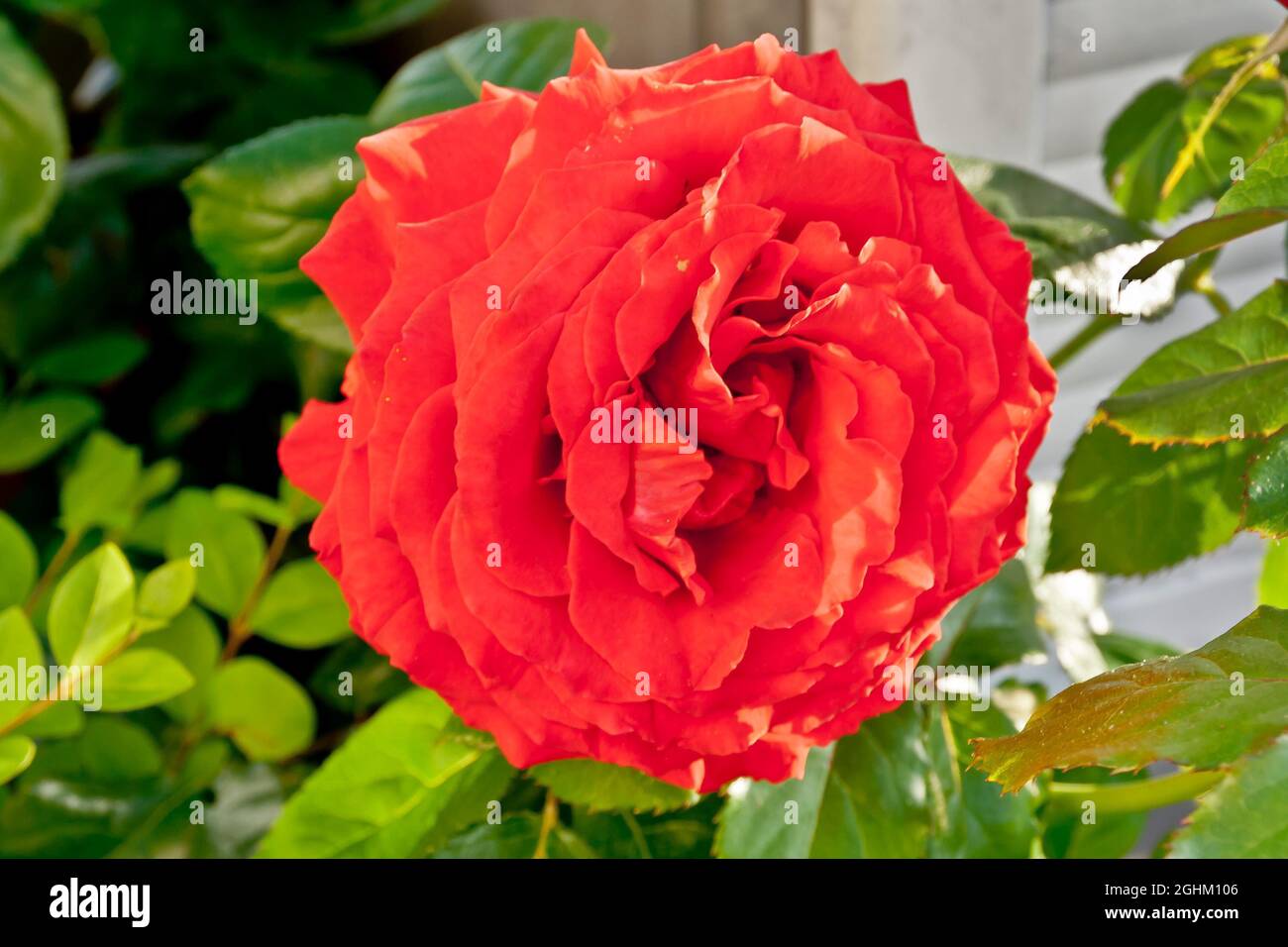 Rose tree 'Docteur Watson' in bloom in a garden Stock Photo - Alamy