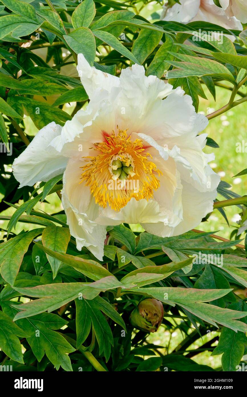 Peony 'Helene Martin' in bloom in a garden Stock Photo - Alamy