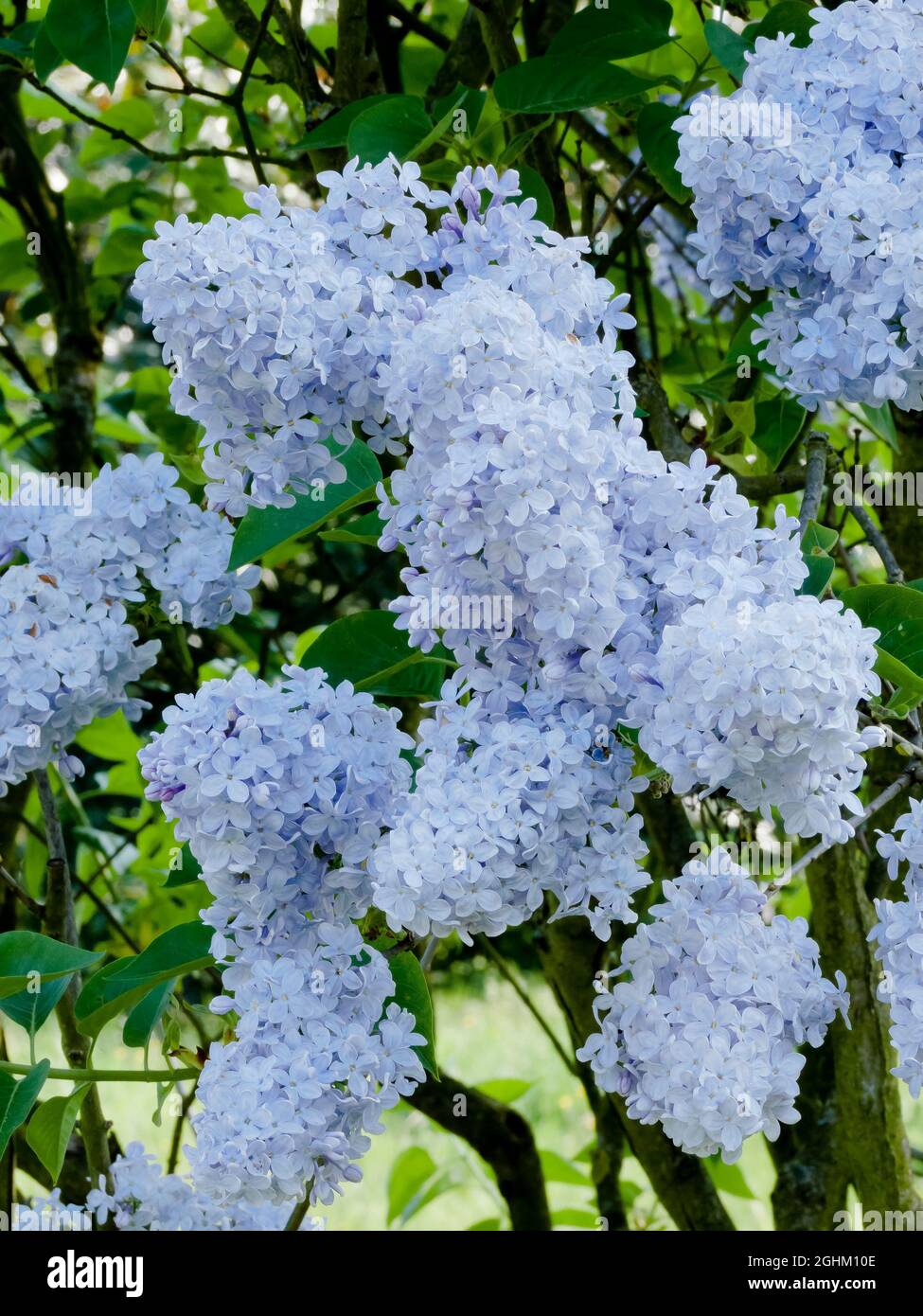 Syringa vulgaris 'Firmament' Stock Photo - Alamy