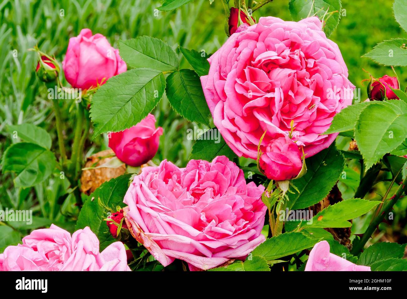 Rose tree 'Magna Charta' in bloom in a garden Stock Photo - Alamy