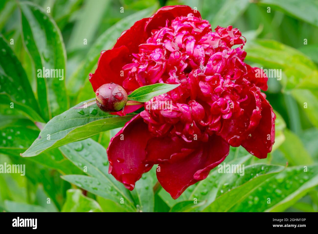 Peony 'Feu d'Artifice' in bloom in a garden Stock Photo - Alamy