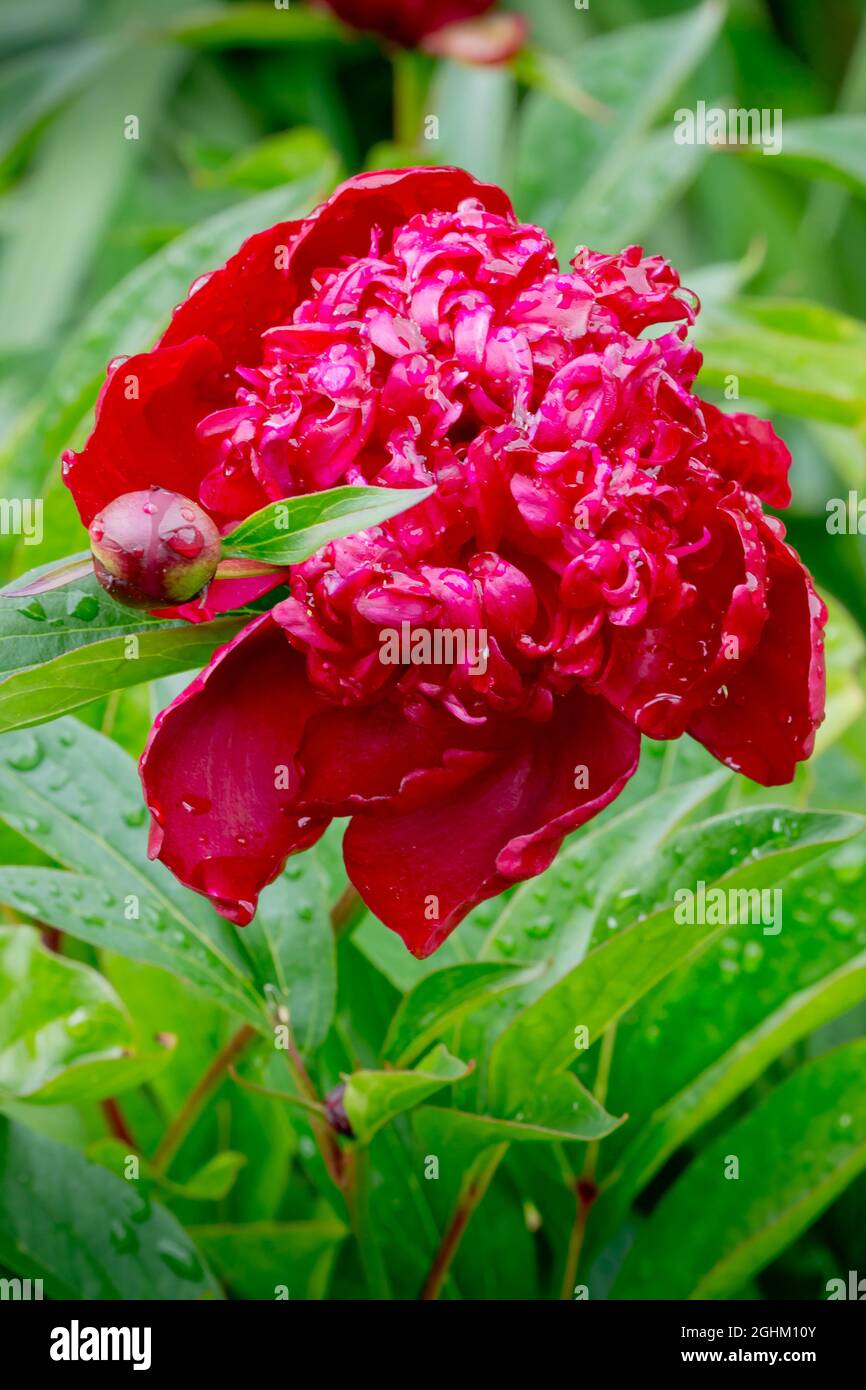 Peony 'Feu d'Artifice' in bloom in a garden Stock Photo - Alamy