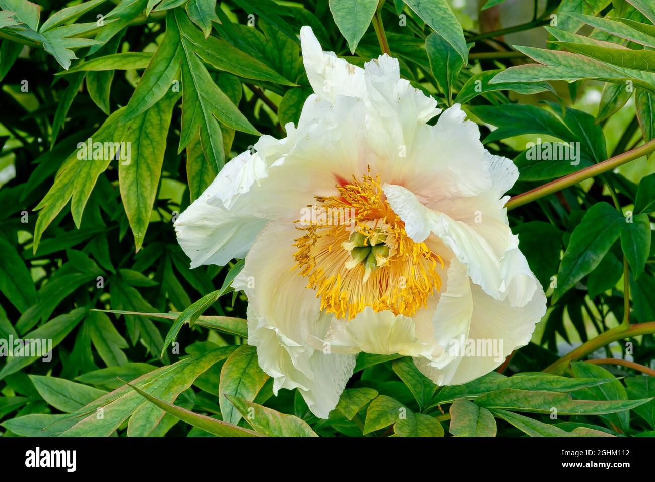 Peony 'Helene Martin' in bloom in a garden Stock Photo - Alamy