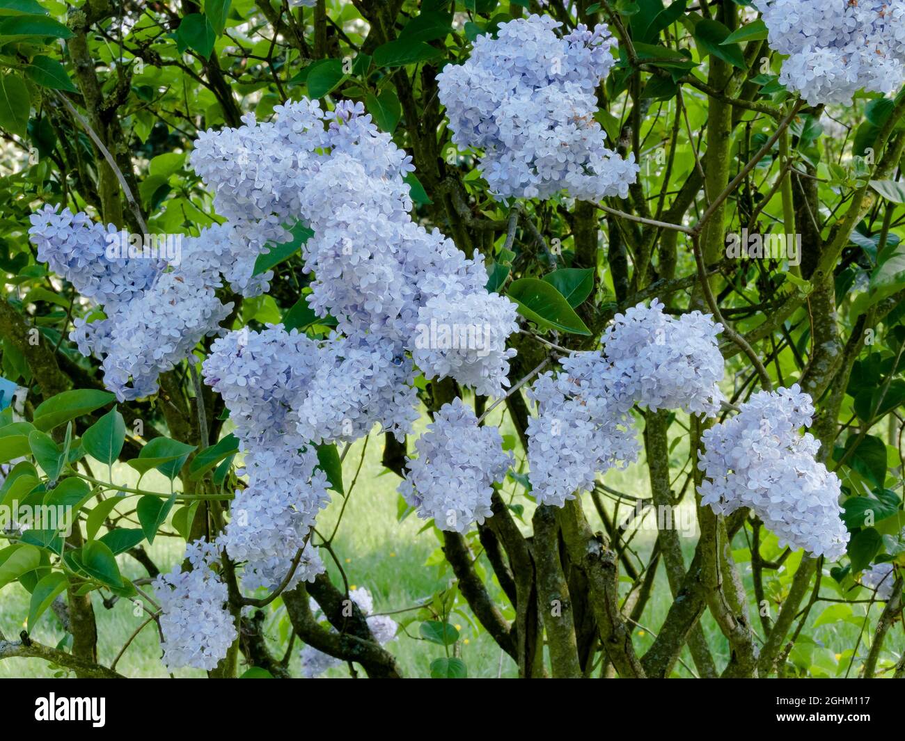 Syringa vulgaris 'Firmament' Stock Photo - Alamy
