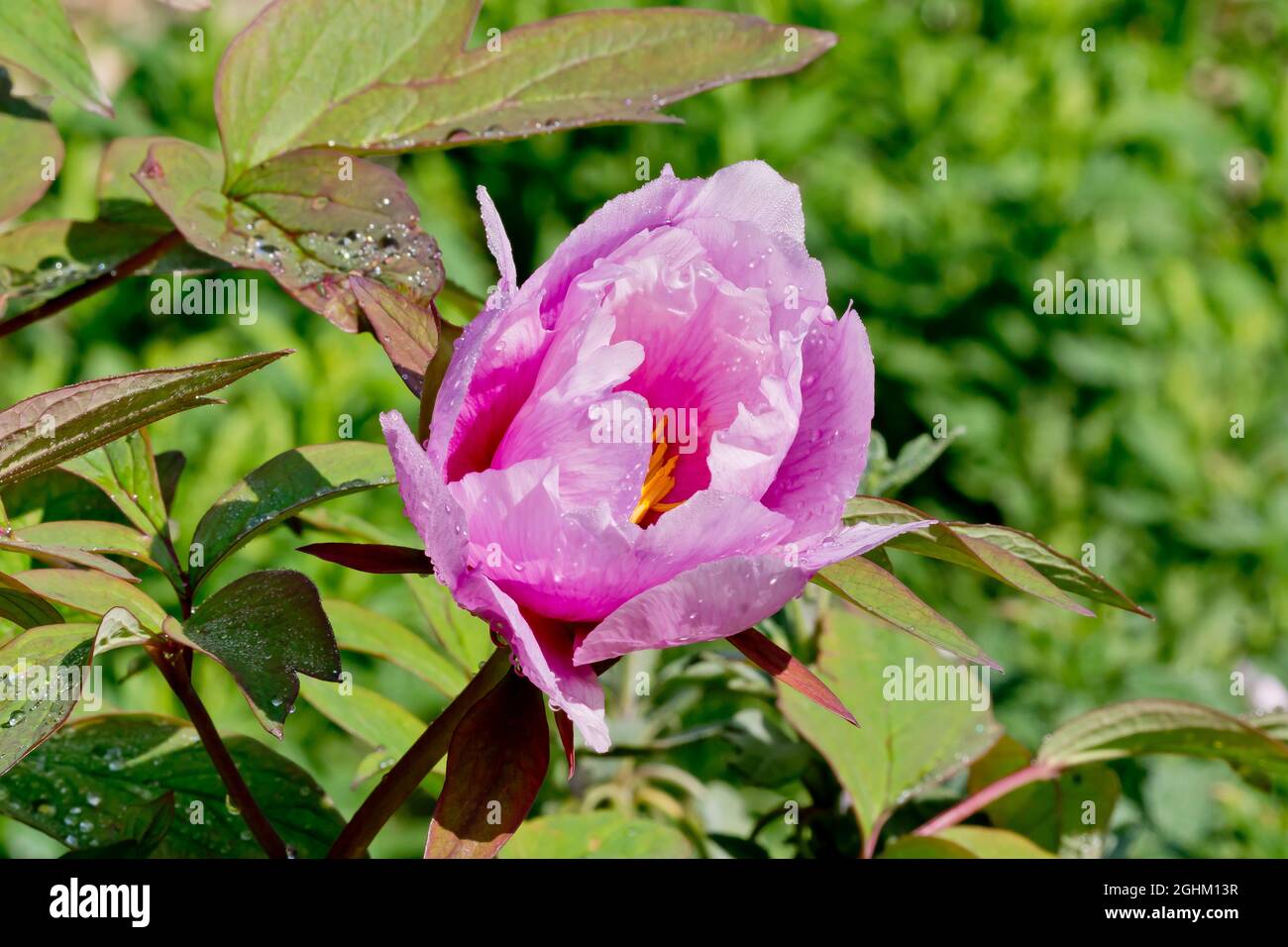 Peony 'Monsieur Antoine Riviere' in bloom in a garden Stock Photo - Alamy