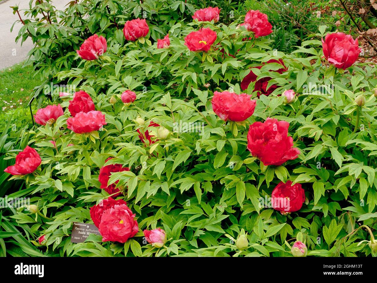 Peony 'Asahi-Minato' in bloom in a garden Stock Photo - Alamy