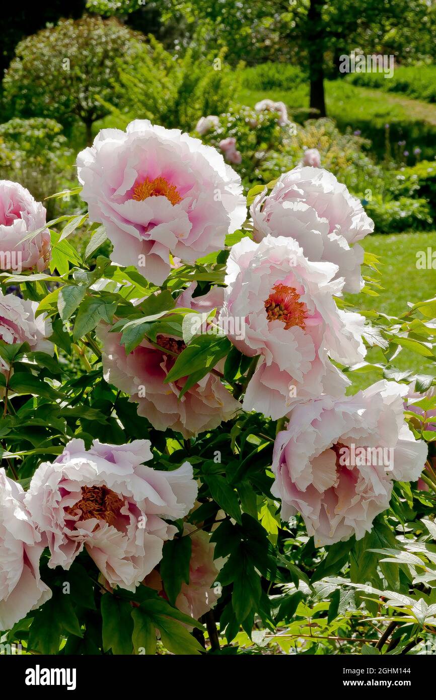 Peony 'Shimano-fuji' in bloom in a garden Stock Photo - Alamy