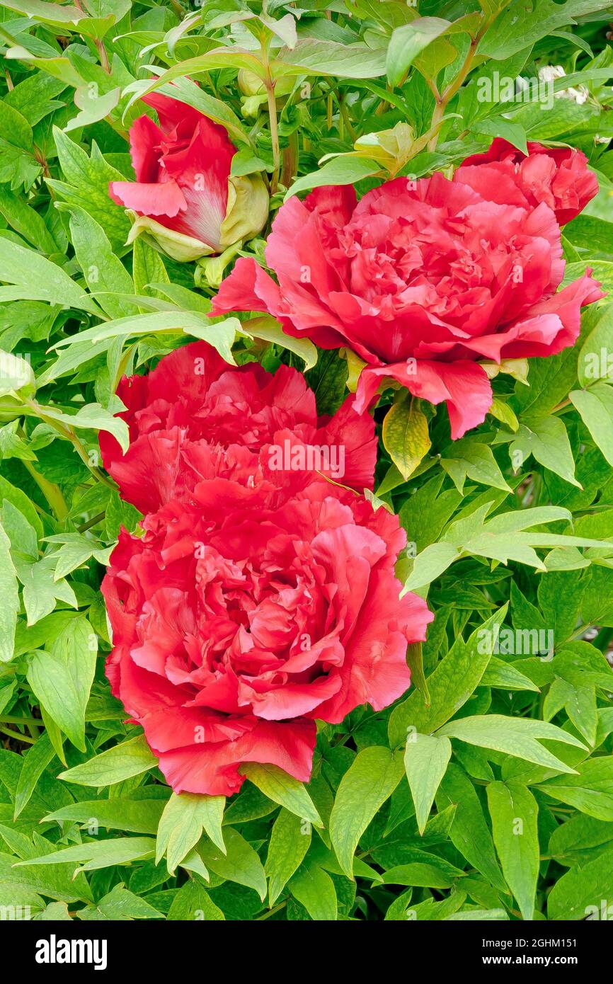 Peony 'Asahi-Minato' in bloom in a garden Stock Photo - Alamy