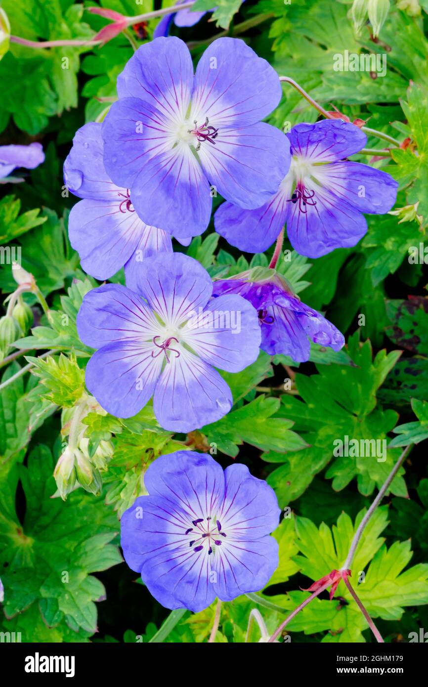 Geranium 'Jolly Bee' Stock Photo - Alamy