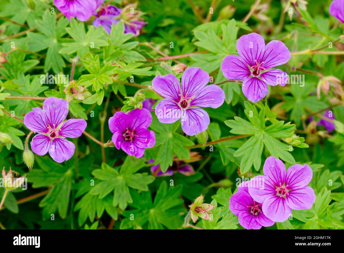 Geranium pratense 'Brookside' Stock Photo - Alamy