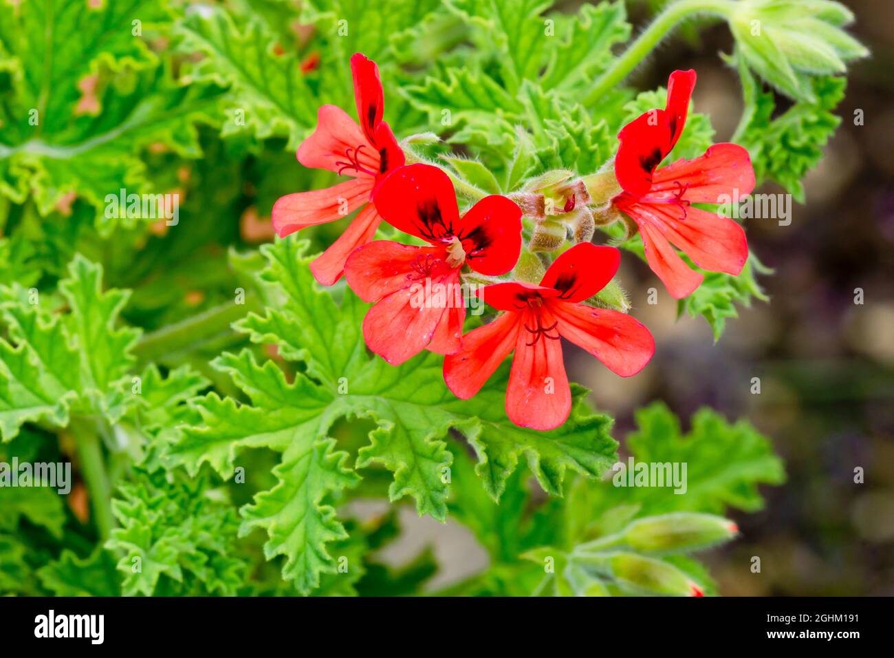 Pelargonium unique hi-res stock photography and images - Alamy