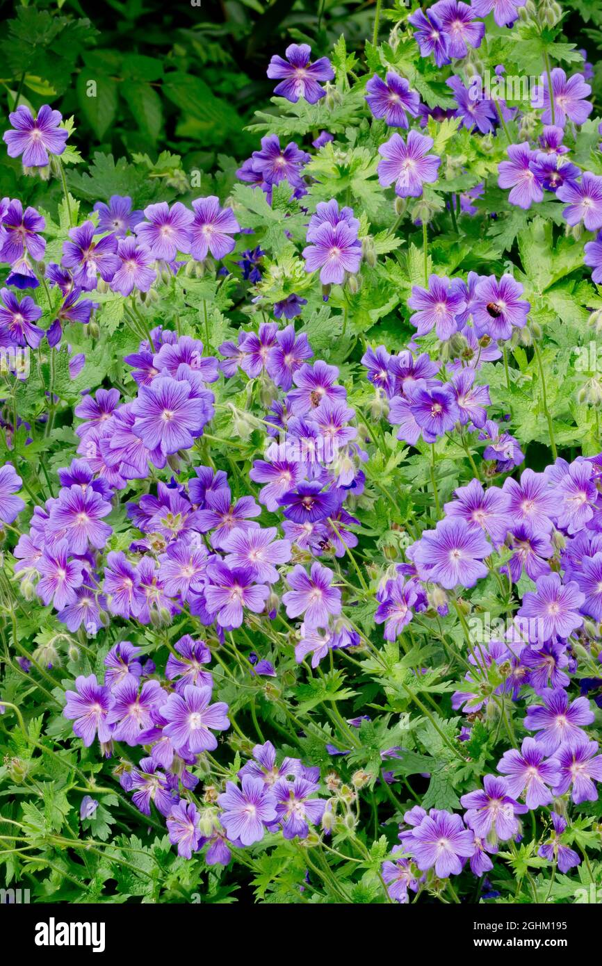 Geranium Magnificum High Resolution Stock Photography and Images - Alamy