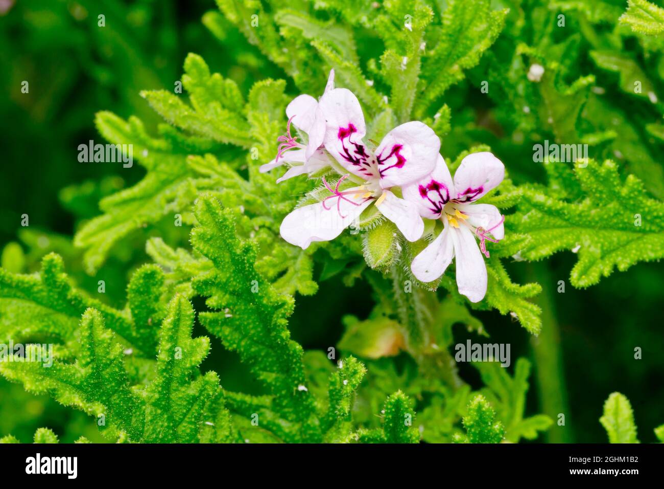Pelargonium 'Radula' in bloom in a garden Stock Photo - Alamy