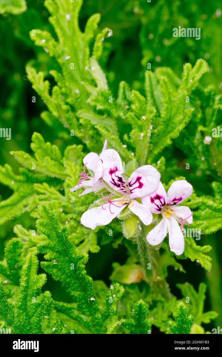 Pelargonium 'Radula' in bloom in a garden Stock Photo - Alamy