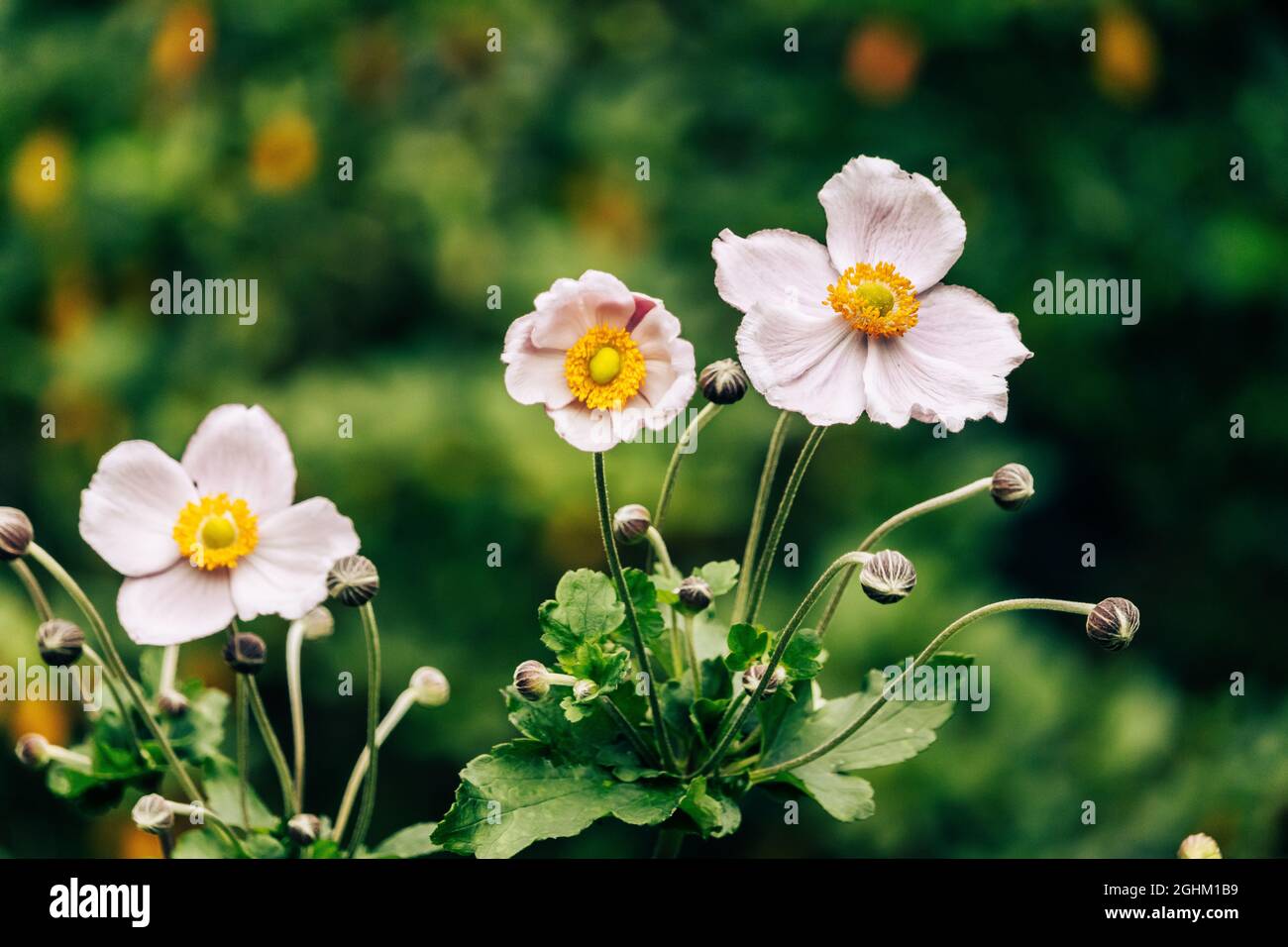 Closeup shot of beautiful Japanese anemone flowers with bokeh lights in ...