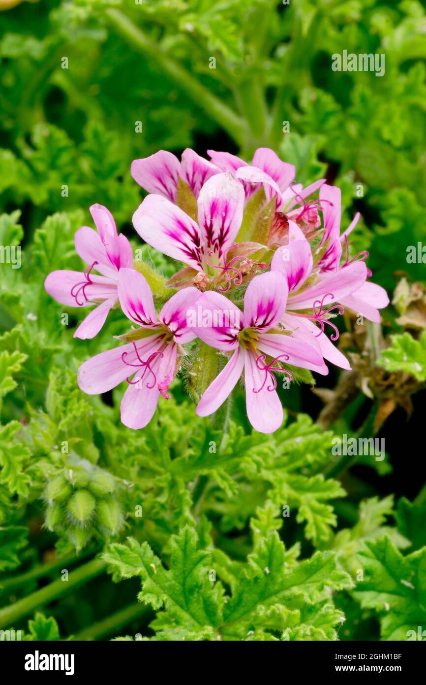 Pelargonium 'Little Gem' in bloom in a garden Stock Photo - Alamy
