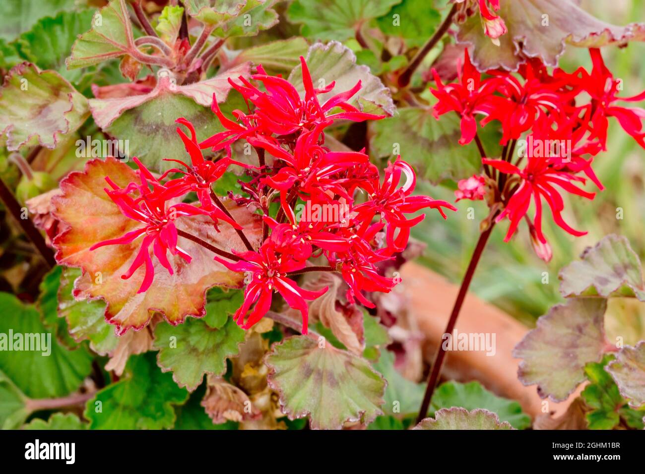 Pelargonium 'Mini Vesk' in bloom in a garden Stock Photo - Alamy