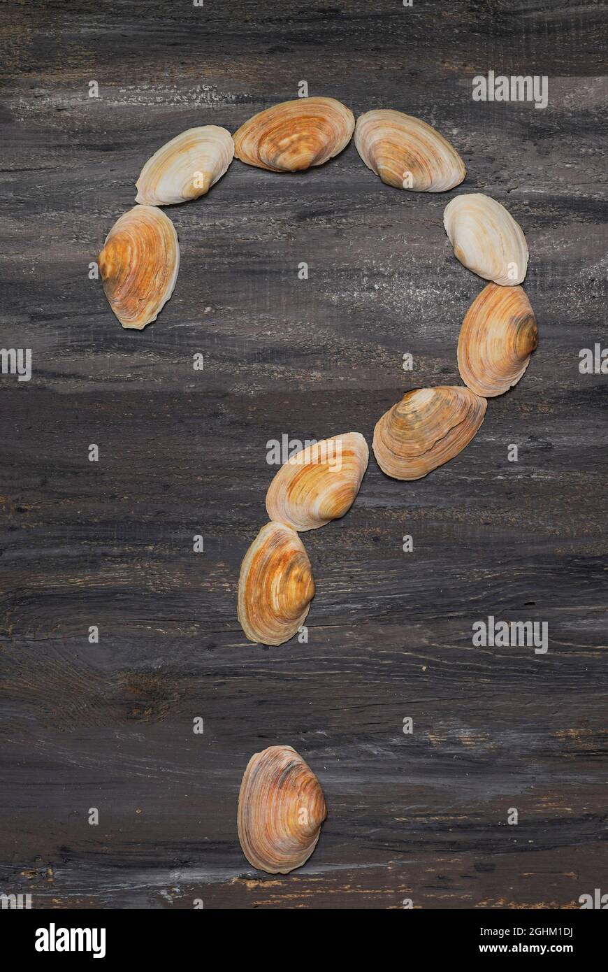 Question mark made from seashells on an old grey wooden background ...
