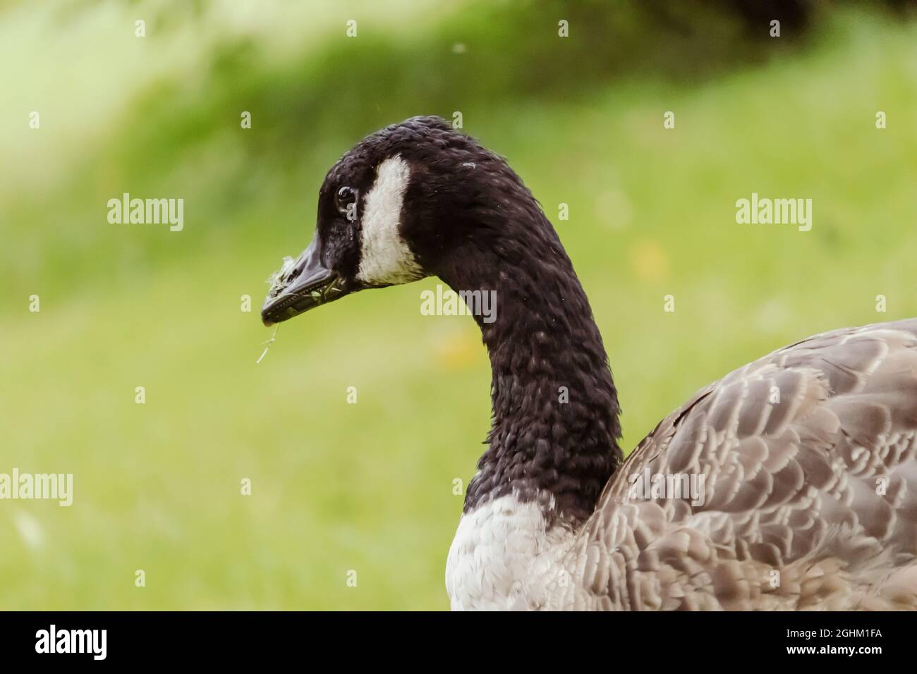 Portrait of a beautiful Canada goose walking on the lawn Stock Photo ...