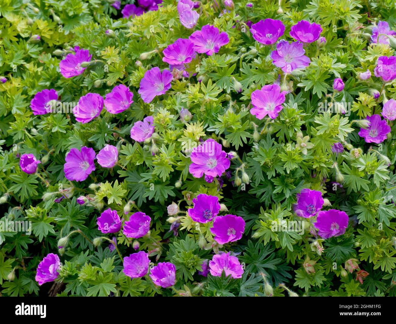 Bloody geranium 'Max Frei' in bloom in a garden Stock Photo - Alamy