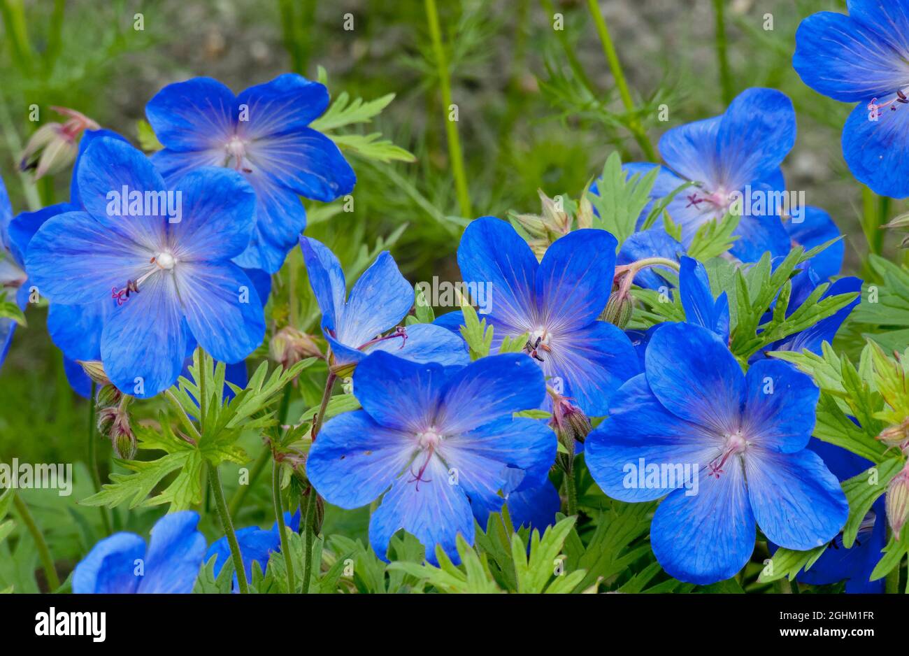 Geranium 'Johnson Blue' Stock Photo - Alamy