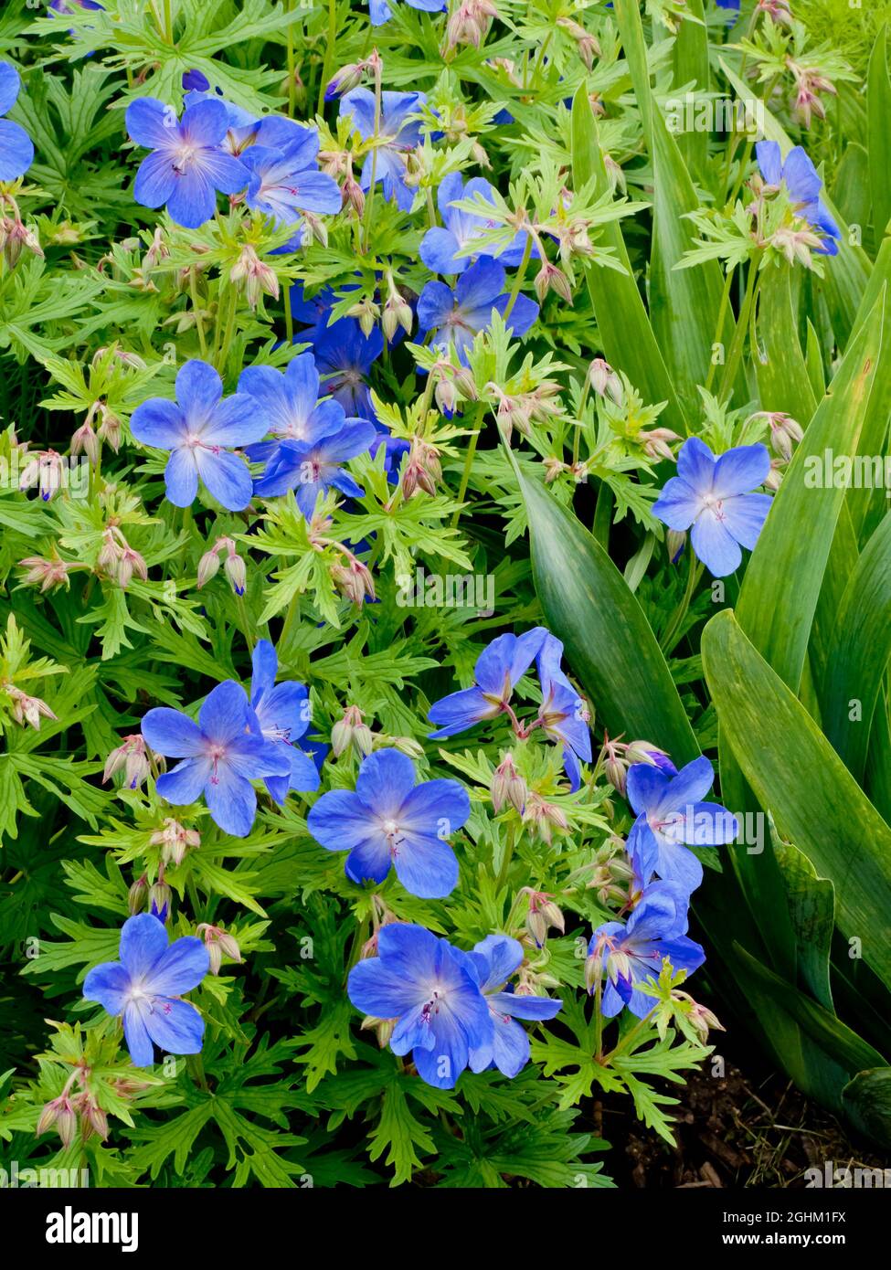 Geranium 'Johnson Blue' Stock Photo - Alamy