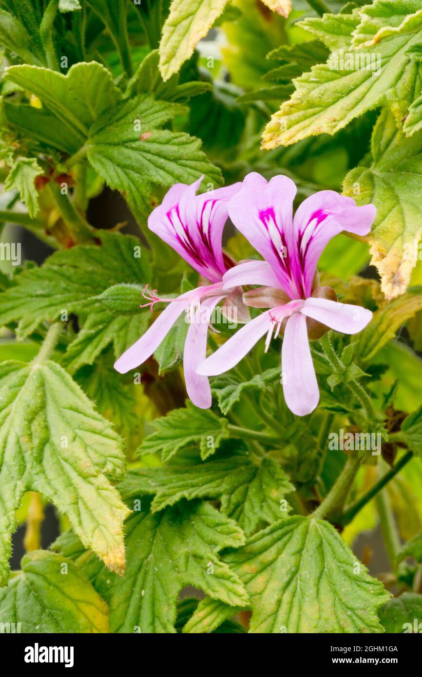 Lemon-scented pelargonium in bloom in a garden Stock Photo - Alamy