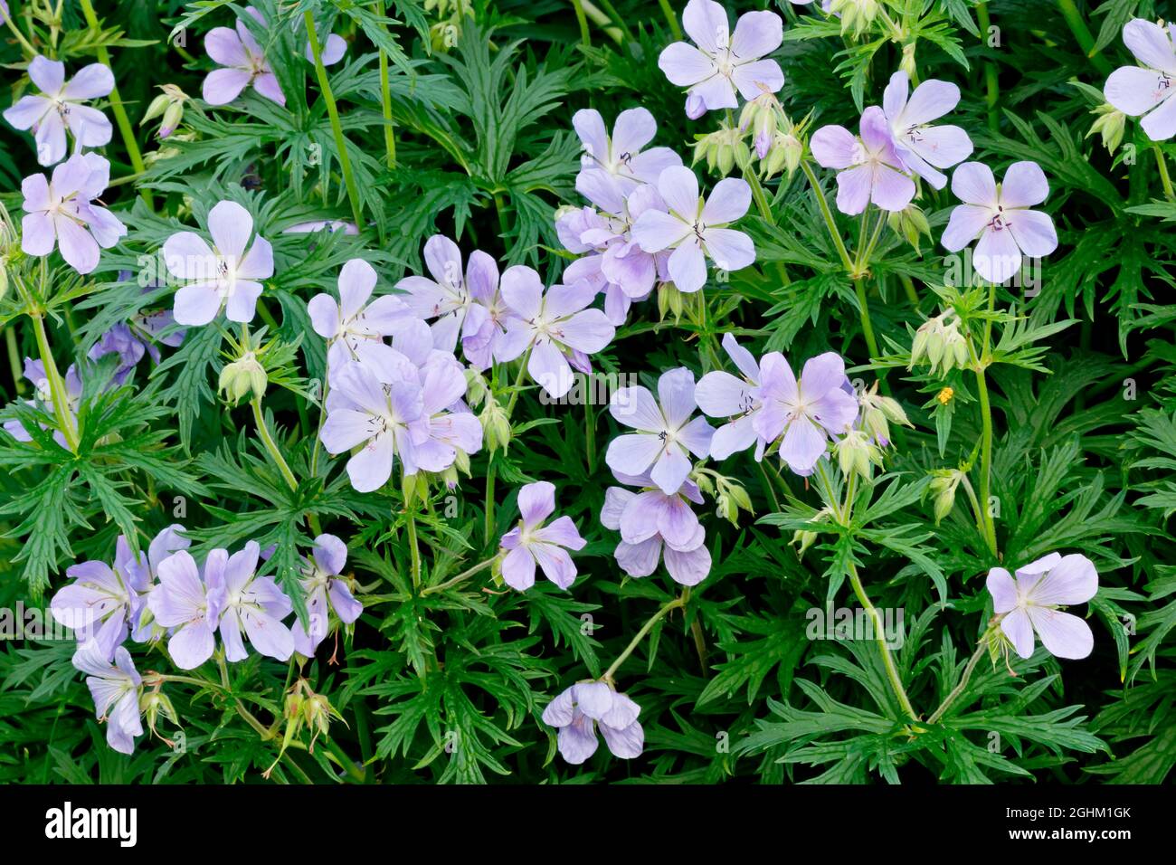 Geranium pratense 'Wisley Blue' Stock Photo - Alamy