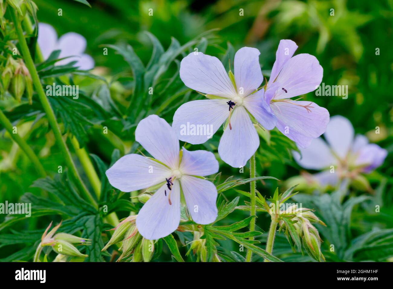 Geranium pratense 'Wisley Blue' Stock Photo - Alamy