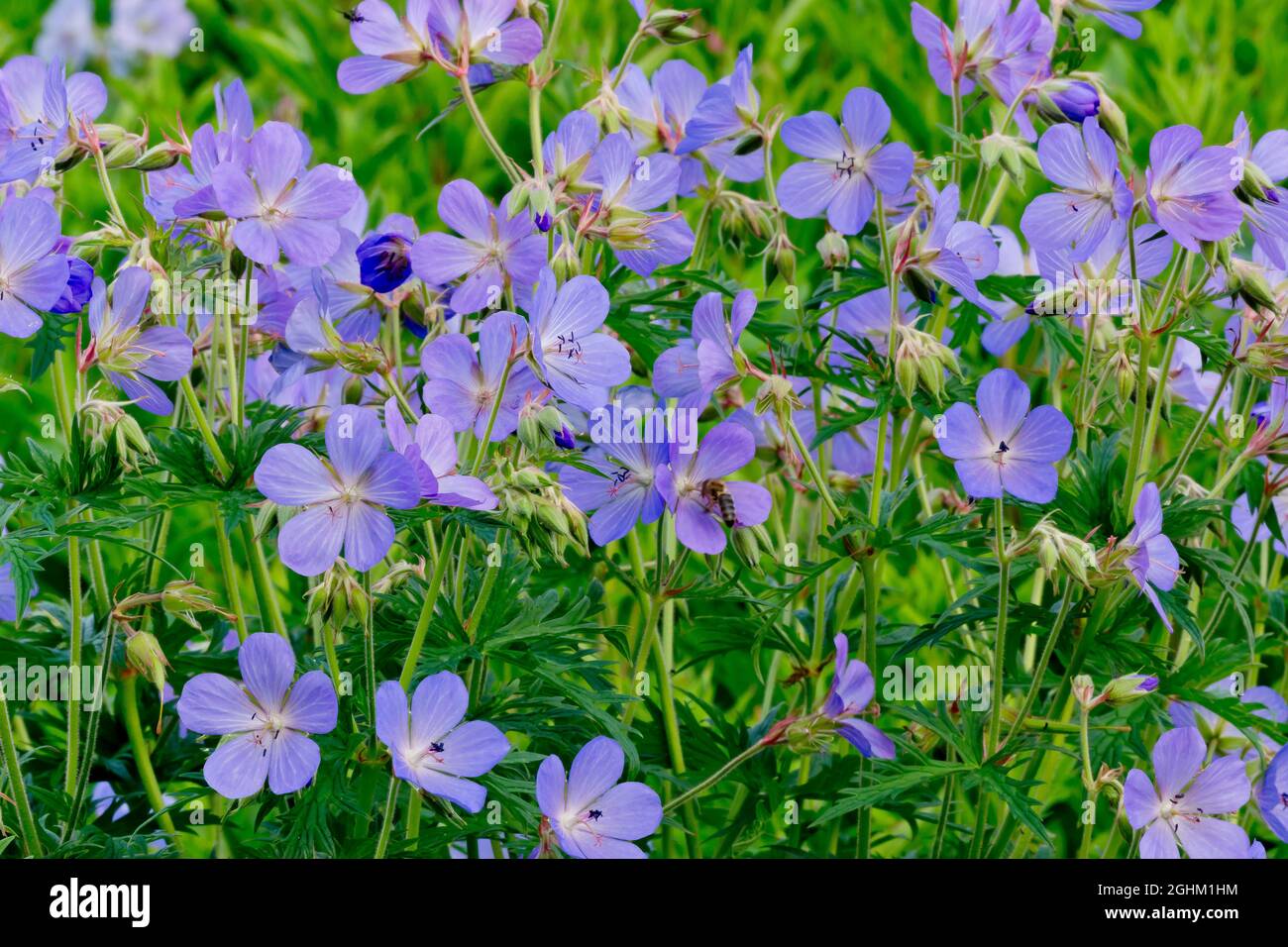 Geranium pratense 'Wisley Blue' Stock Photo - Alamy